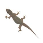 Pest control for Lizard, Spiders & Crawling Insect - Aegis Pest Control