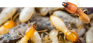 Pest Control Services in Mumbai - AEGIS Care | ISO Certified